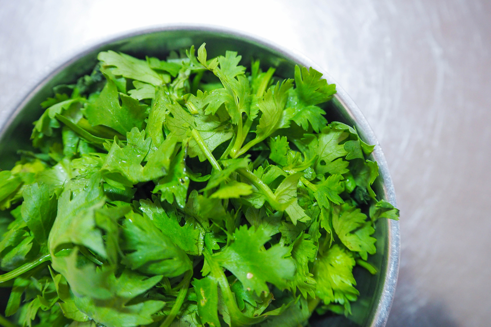 Kolendra – właściwości lecznicze i zastosowanie kolendry w przepisach ...